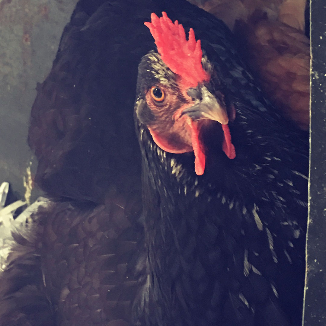 September workshop - Keeping Backyard Chickens Enviro House